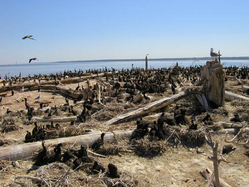 cormorant rookery – CALS News