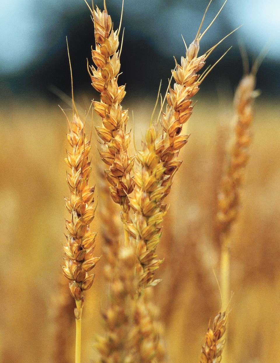 Five things everyone should know about gluten – CALS News