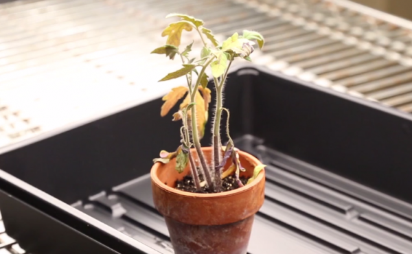 Blue Sky Science: Do trees get viruses? – CALS News