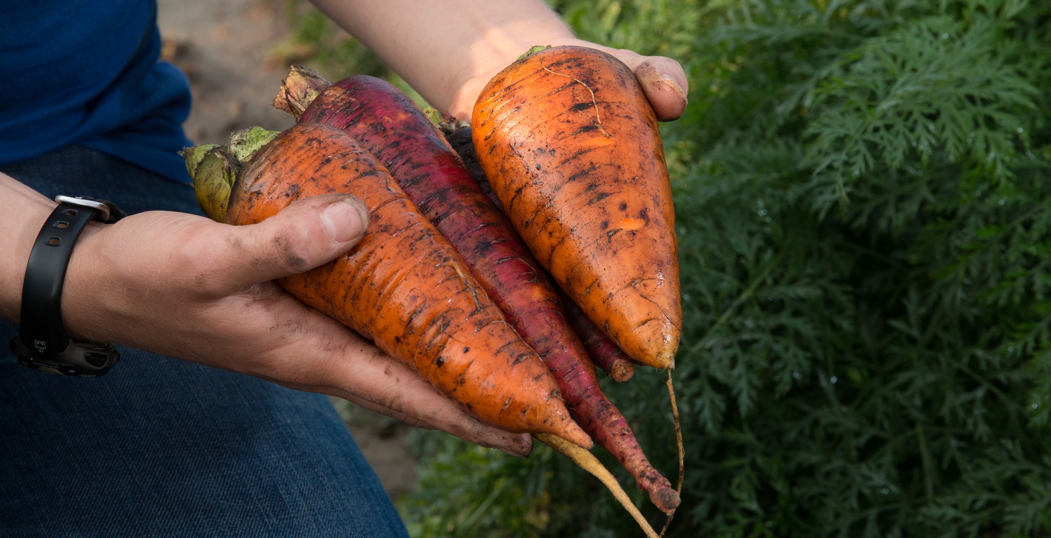 For the love of plants: Q&A with Irwin Goldman – CALS News