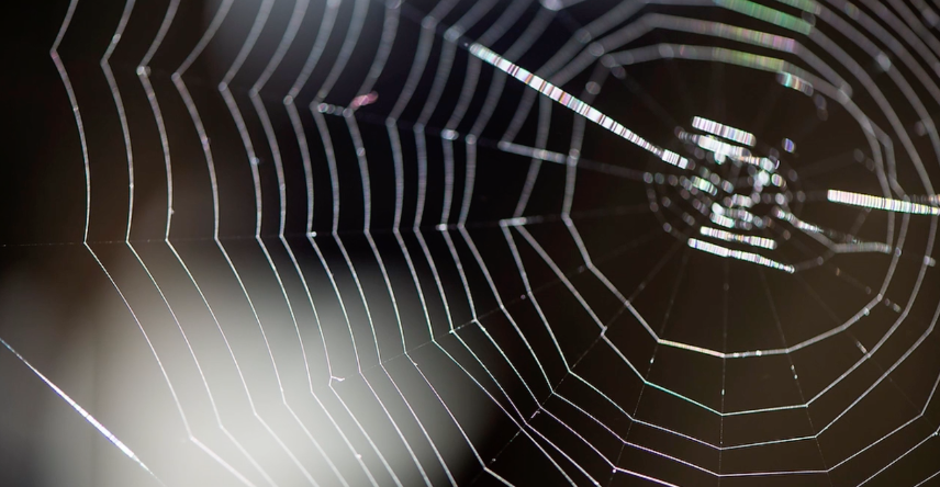 Blue Sky Science: How is spider silk made? – CALS News