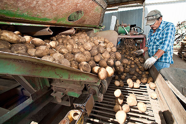 Helping Wisconsin farmers, one potato at a time – CALS News