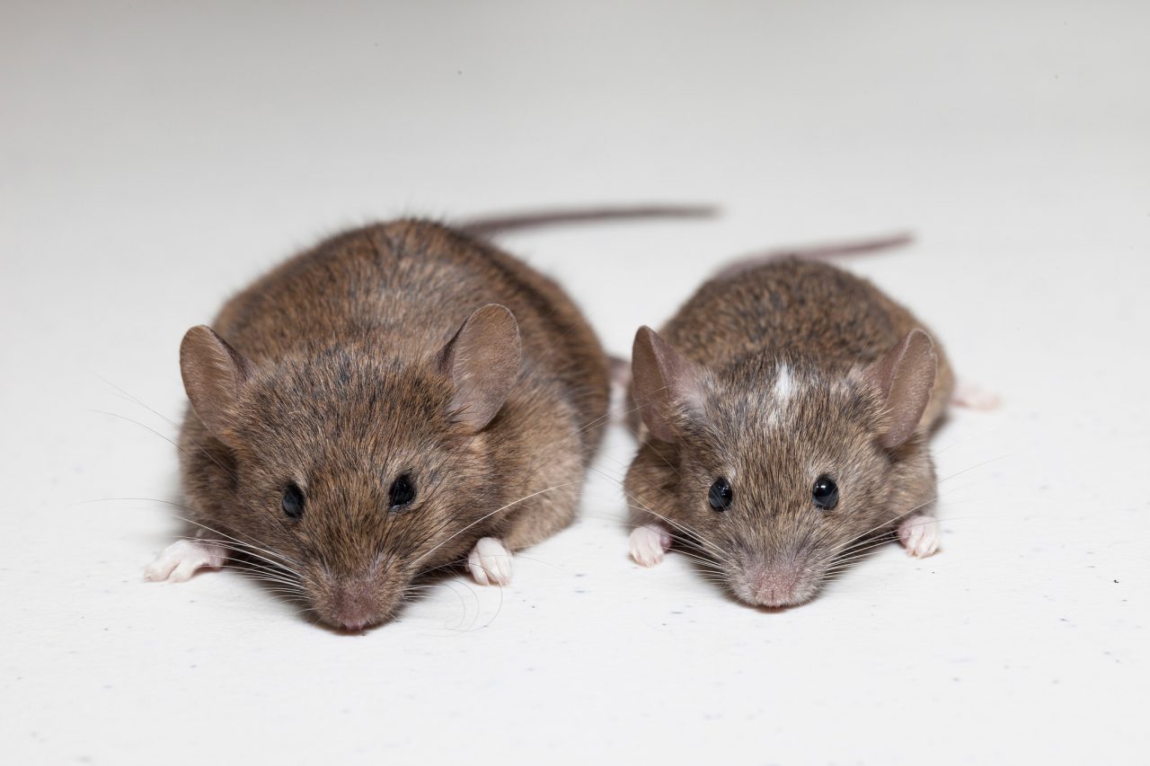 Enormous rodents on Gough Island may hold key to solving genetic ...