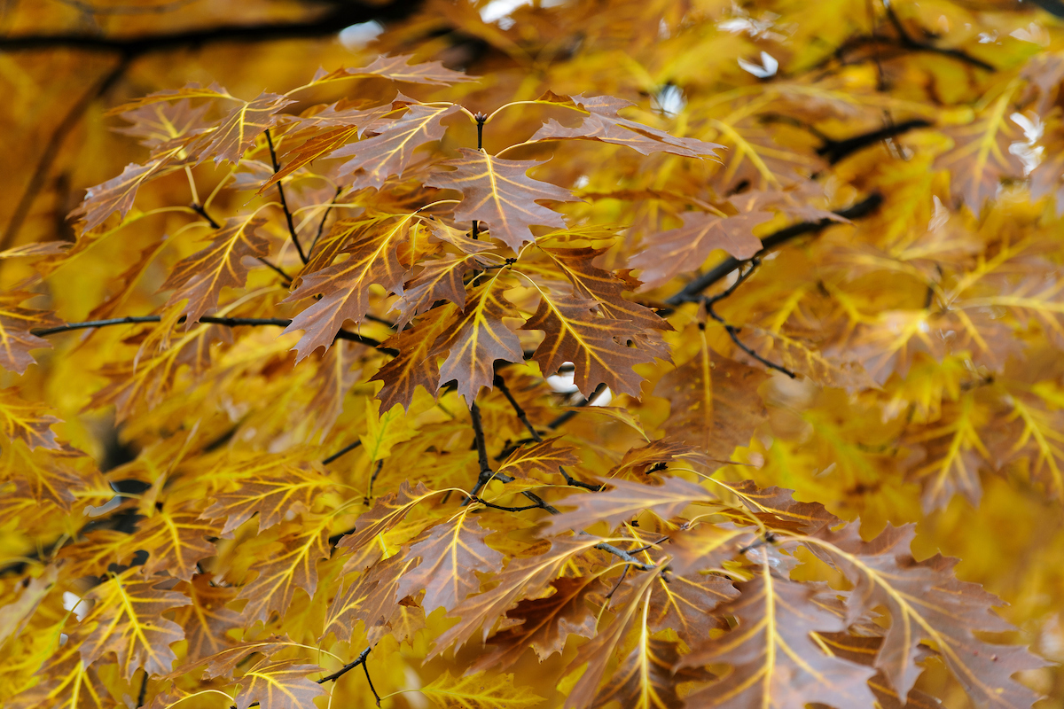 UW–Madison researchers study plant aging, gain insights into crop ...