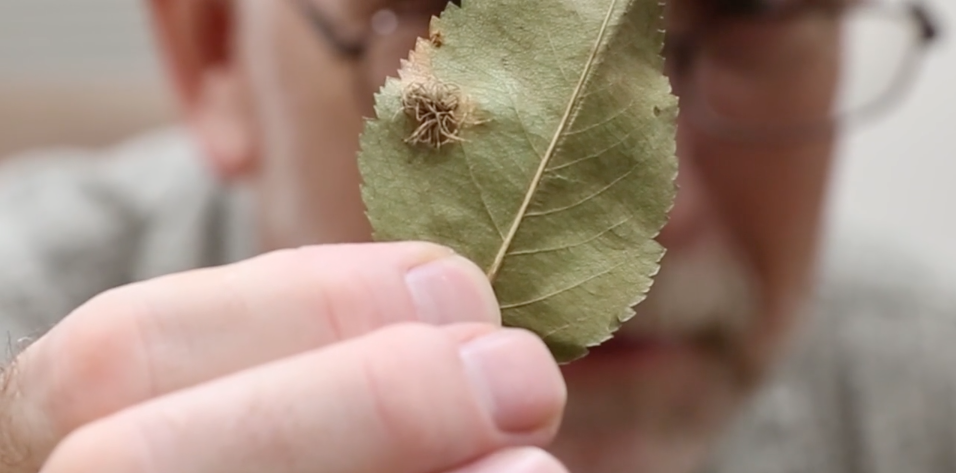 Blue Sky Science: What is cedar-apple rust? – CALS News