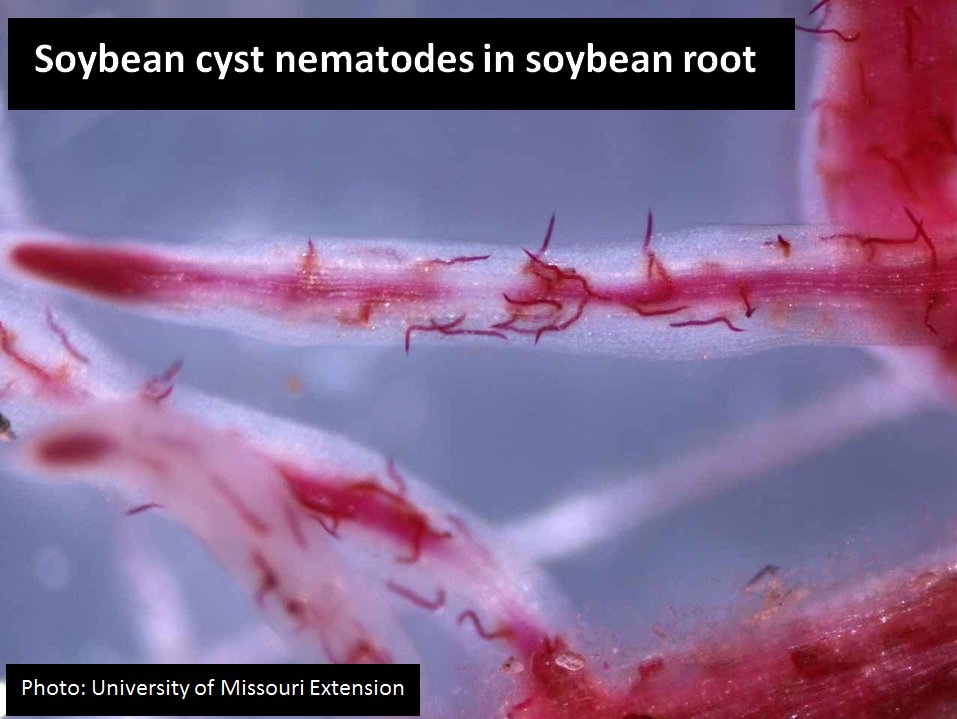 Soybean cyst nematode resistance – Audio – CALS News