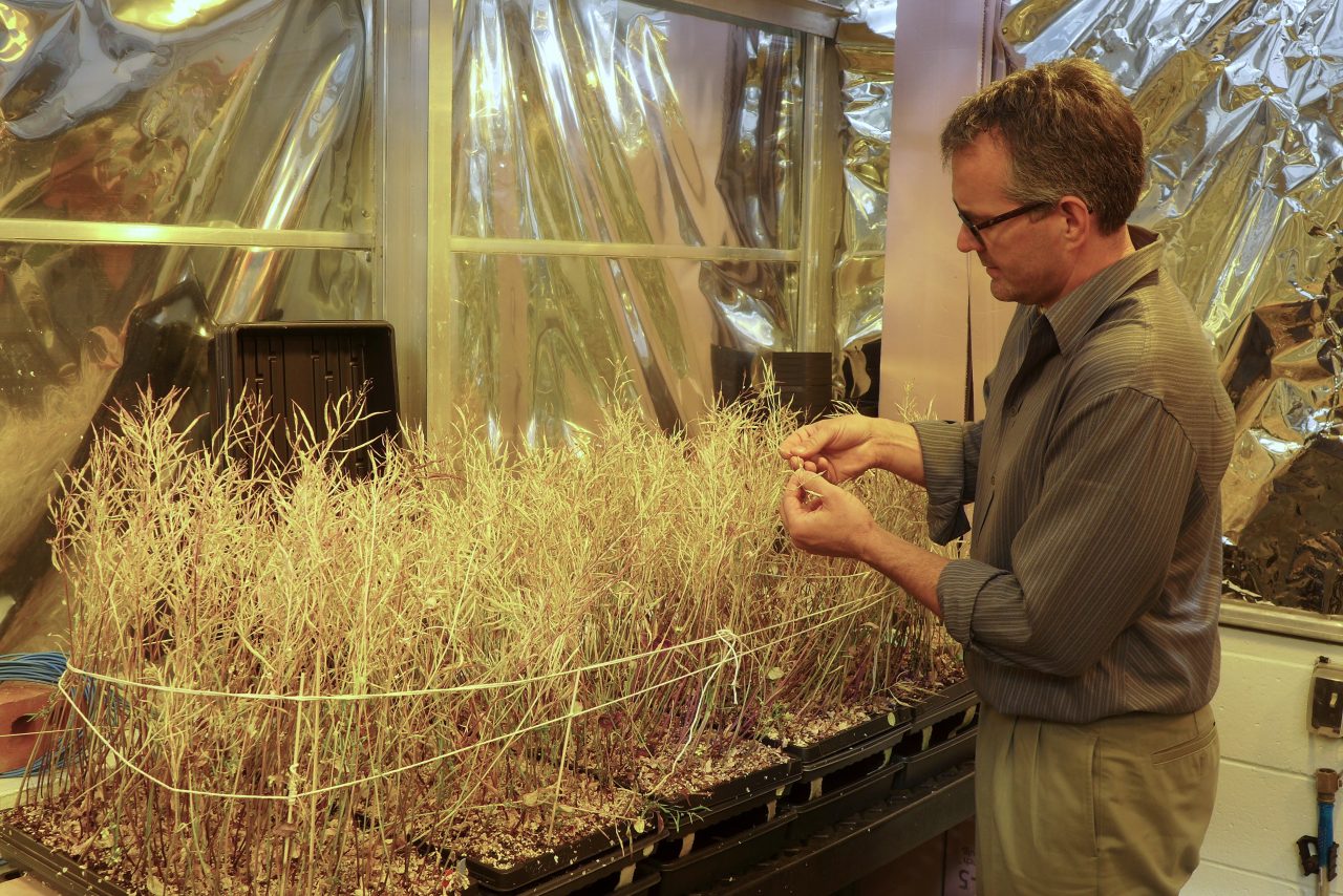Fast Plants Program’s new varieties are tailored for classroom use ...