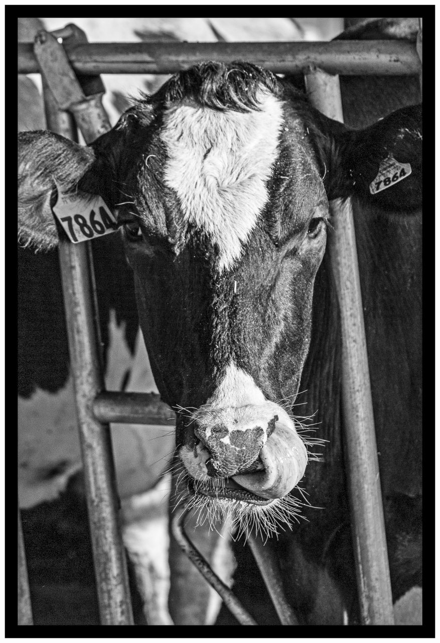 Why we need cows – Audio – CALS News