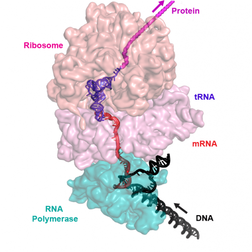 Bacterial supermachine reveals streamlined protein assembly line – CALS ...
