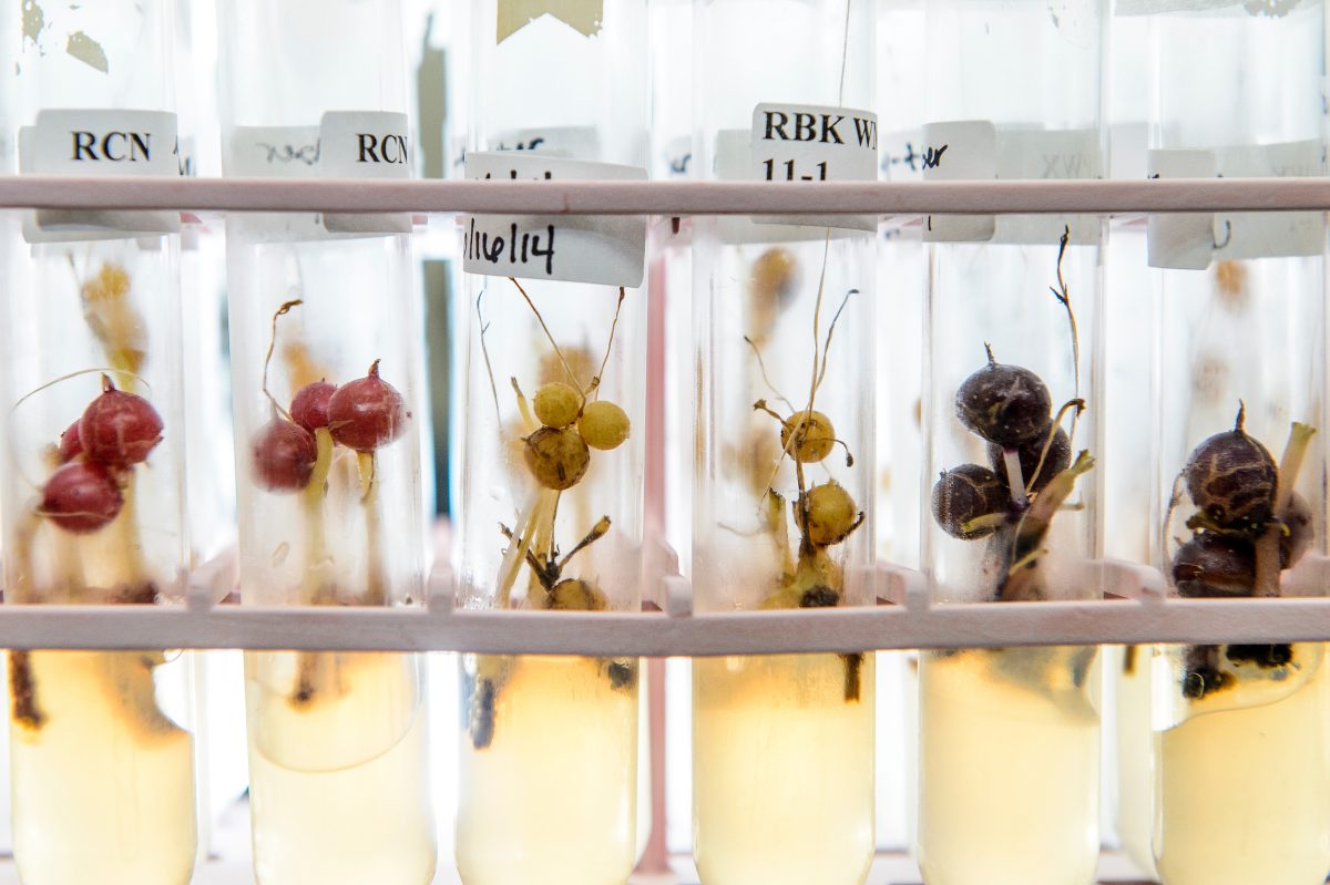 From test tube to plate, UW–Madison program keeps potatoes clean – CALS ...