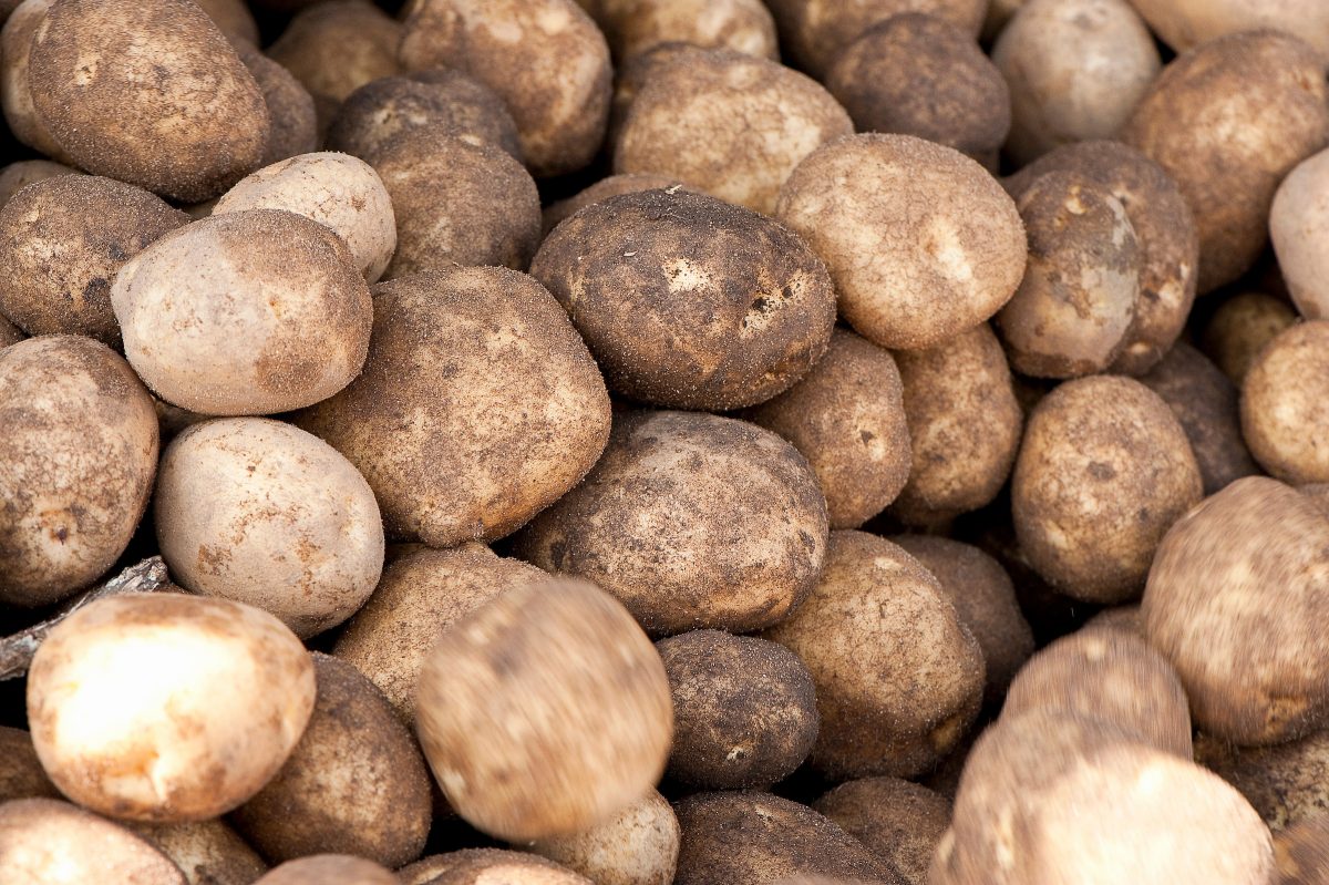 From test tube to plate, UW–Madison program keeps potatoes clean – CALS ...