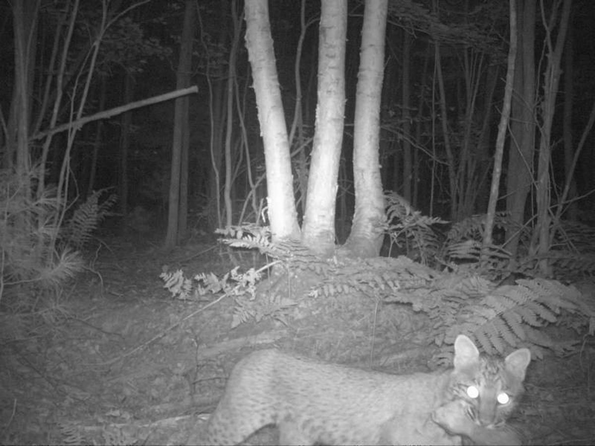 Candid camera: A trail camera project called Snapshot Wisconsin engages ...
