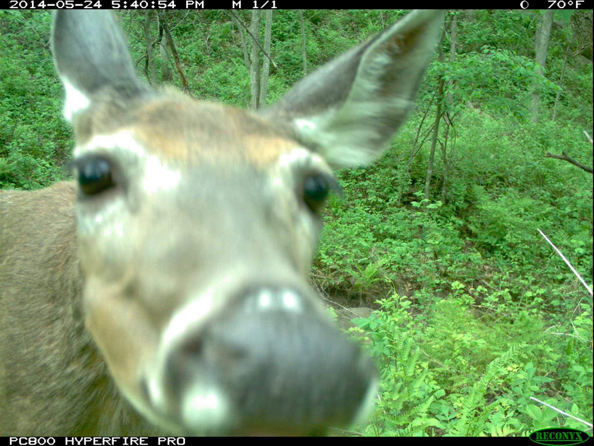 Candid camera: A trail camera project called Snapshot Wisconsin engages ...