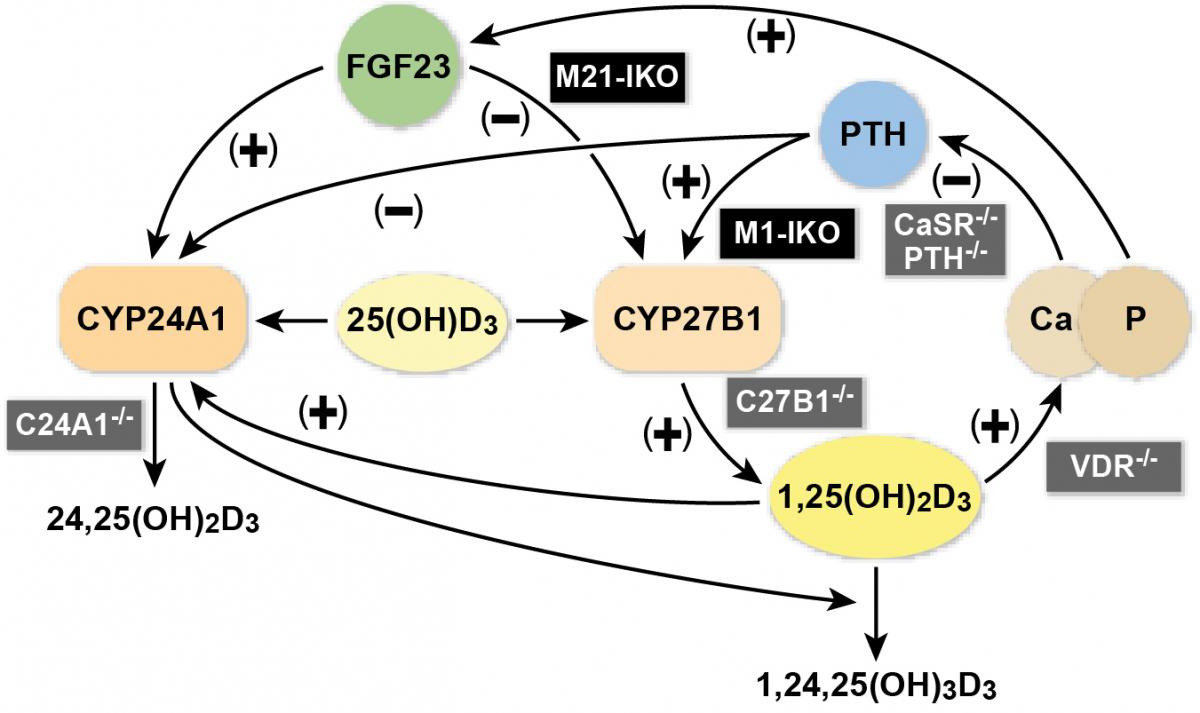 UW biochemists decipher final pieces of vitamin D regulatory pathway ...