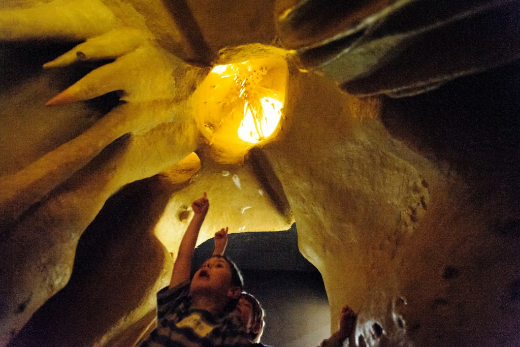 Campus museums recreate ‘cabinet of natural history’ digitally – CALS News