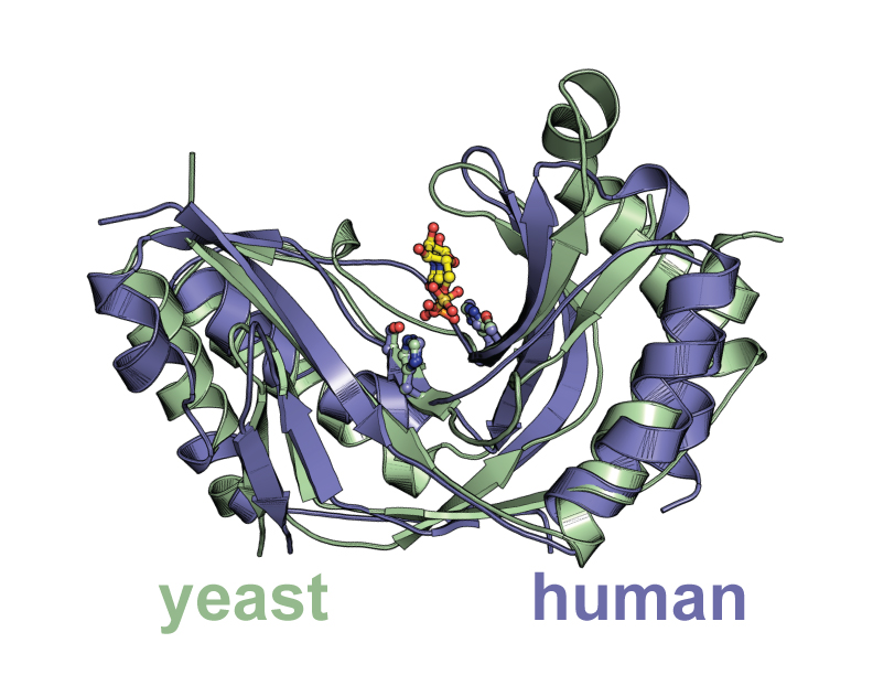 Cellular machine assembly process yields new insight into disease ...