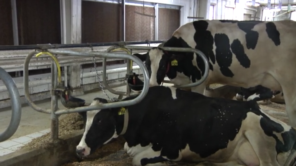 Blue Sky Science: How do cows make milk? – CALS News