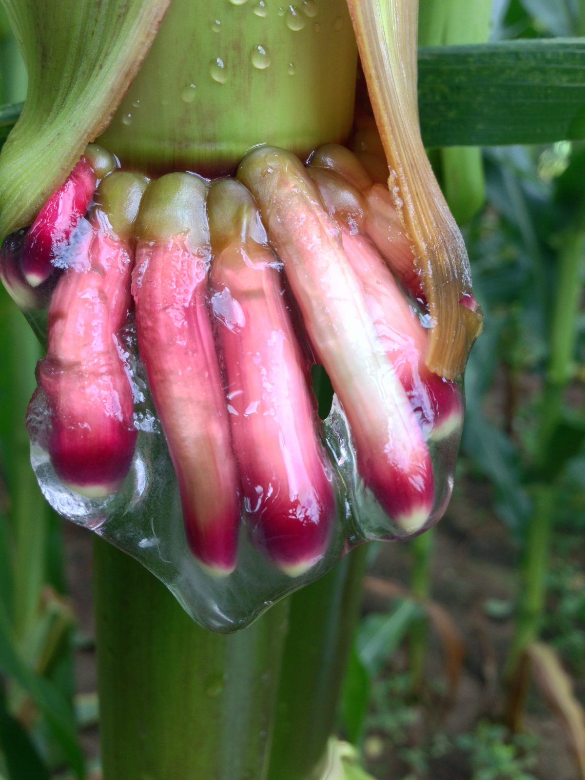 Scientists identify corn that fixes its own nitrogen, needing less ...