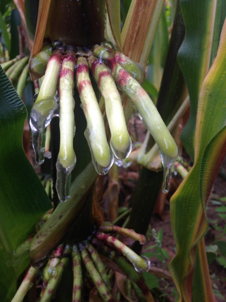 Scientists identify corn that fixes its own nitrogen, needing less ...
