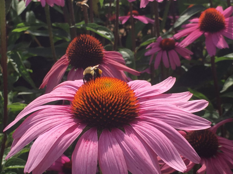 Pollinators in Wisconsin – Audio – CALS News