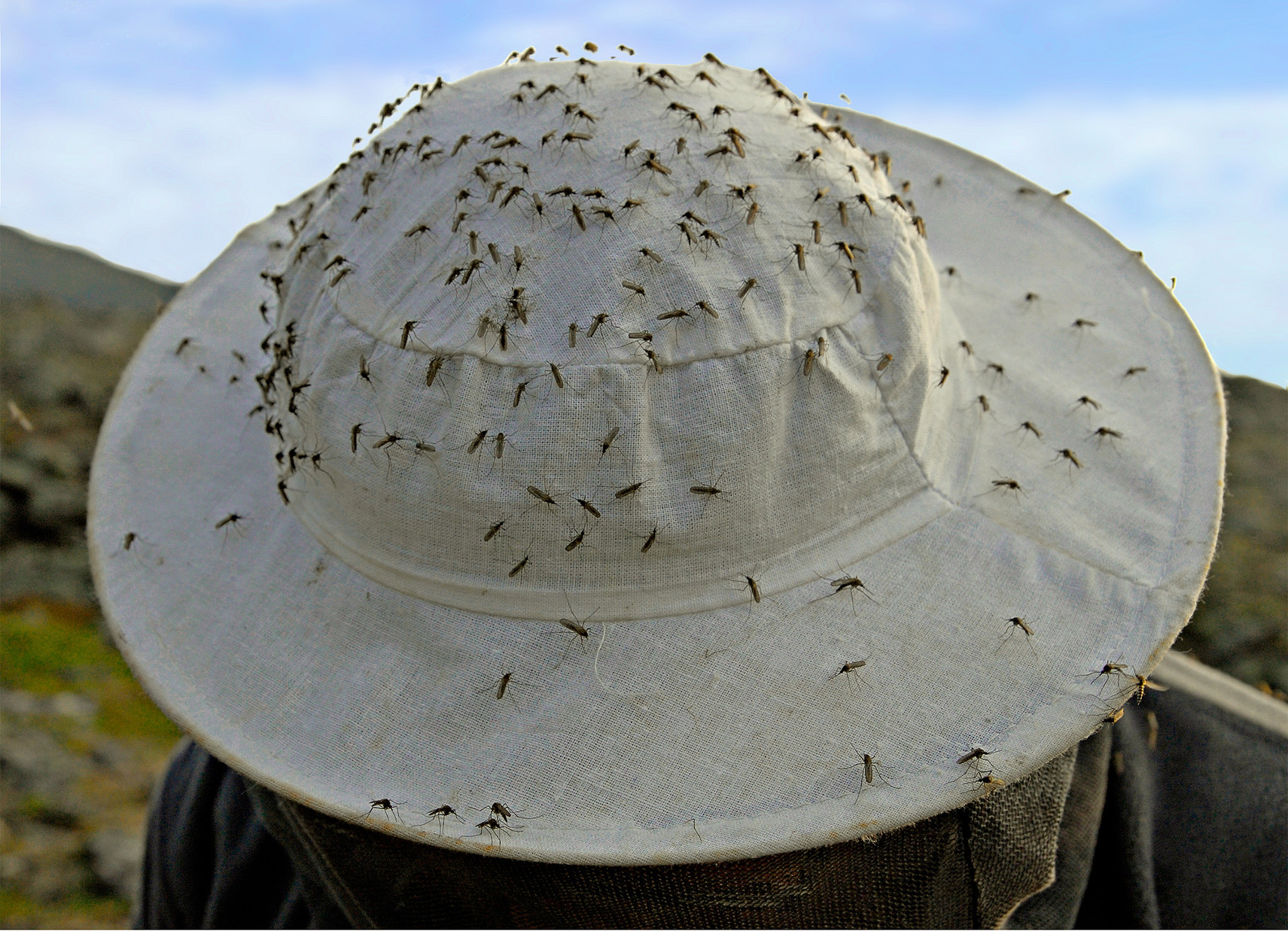 The end of mosquito season? – Audio – CALS News