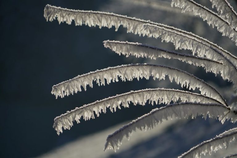 How did insects fare in the polar vortex? – Audio – CALS News