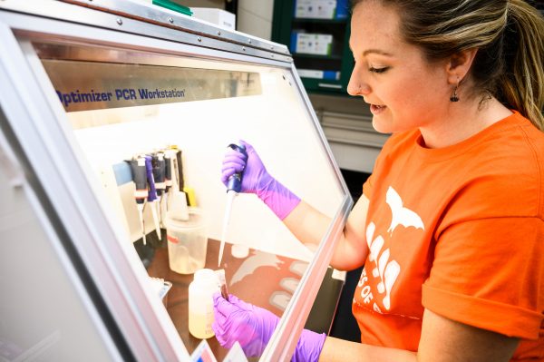 Q&A with Amy Wray: Bats and COVID-19 – CALS News
