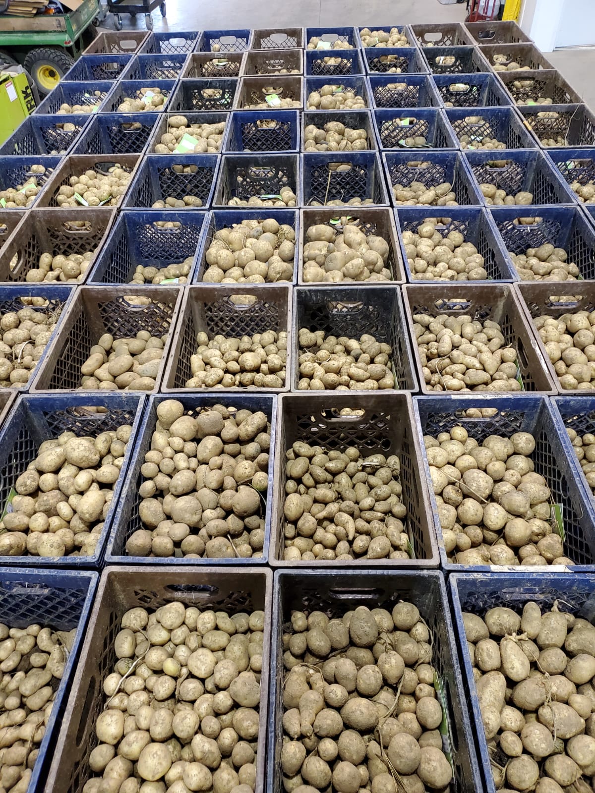 Project to develop new potato varieties will benefit breeders, growers ...