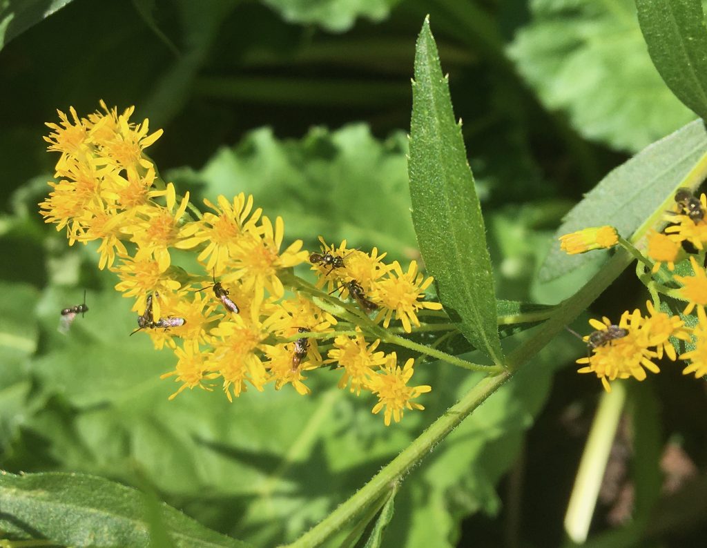 WiBee mobile app seeks to assess, bolster Wisconsin’s wild bees – CALS News