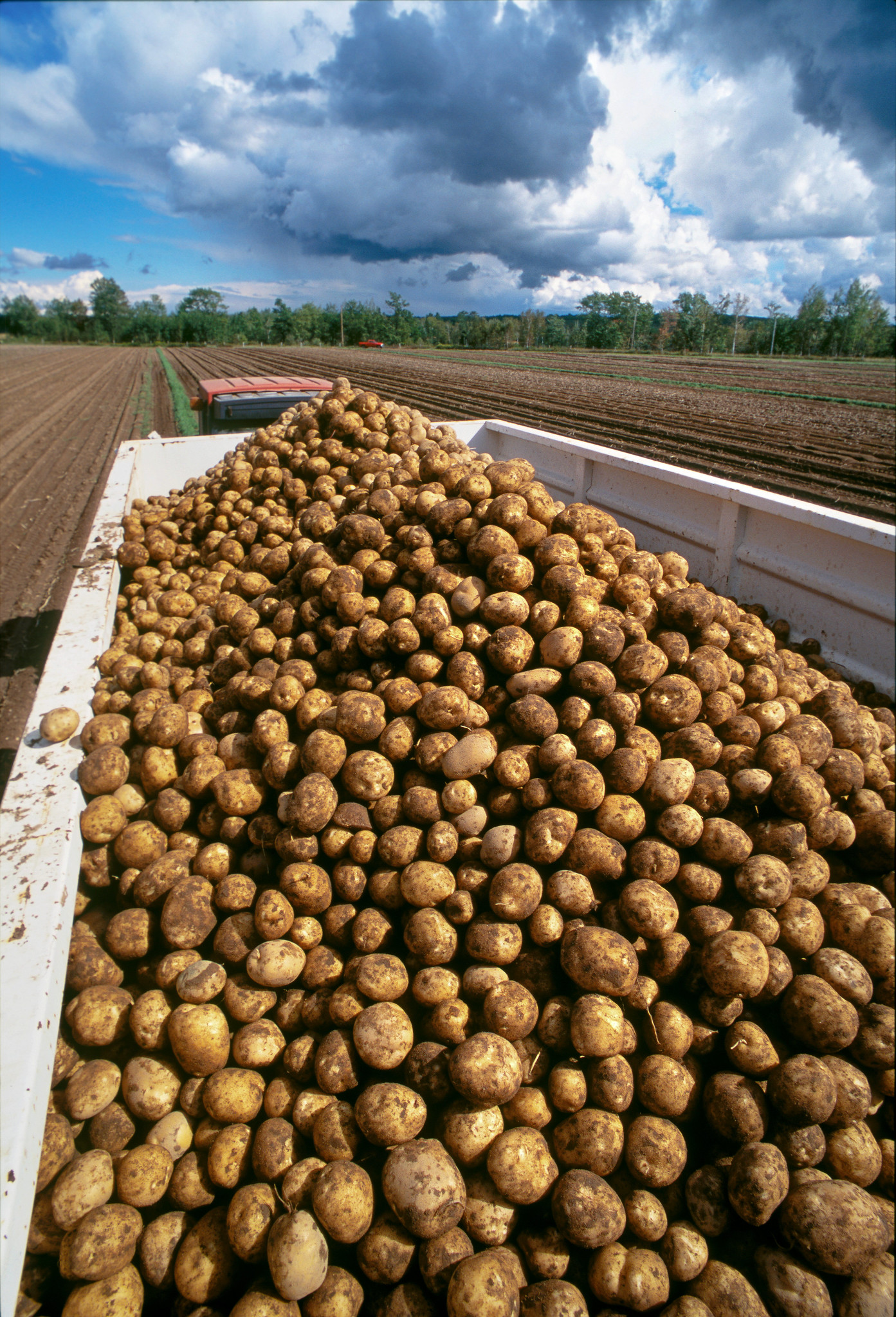 New public-private partnership to improve seed potato production in ...