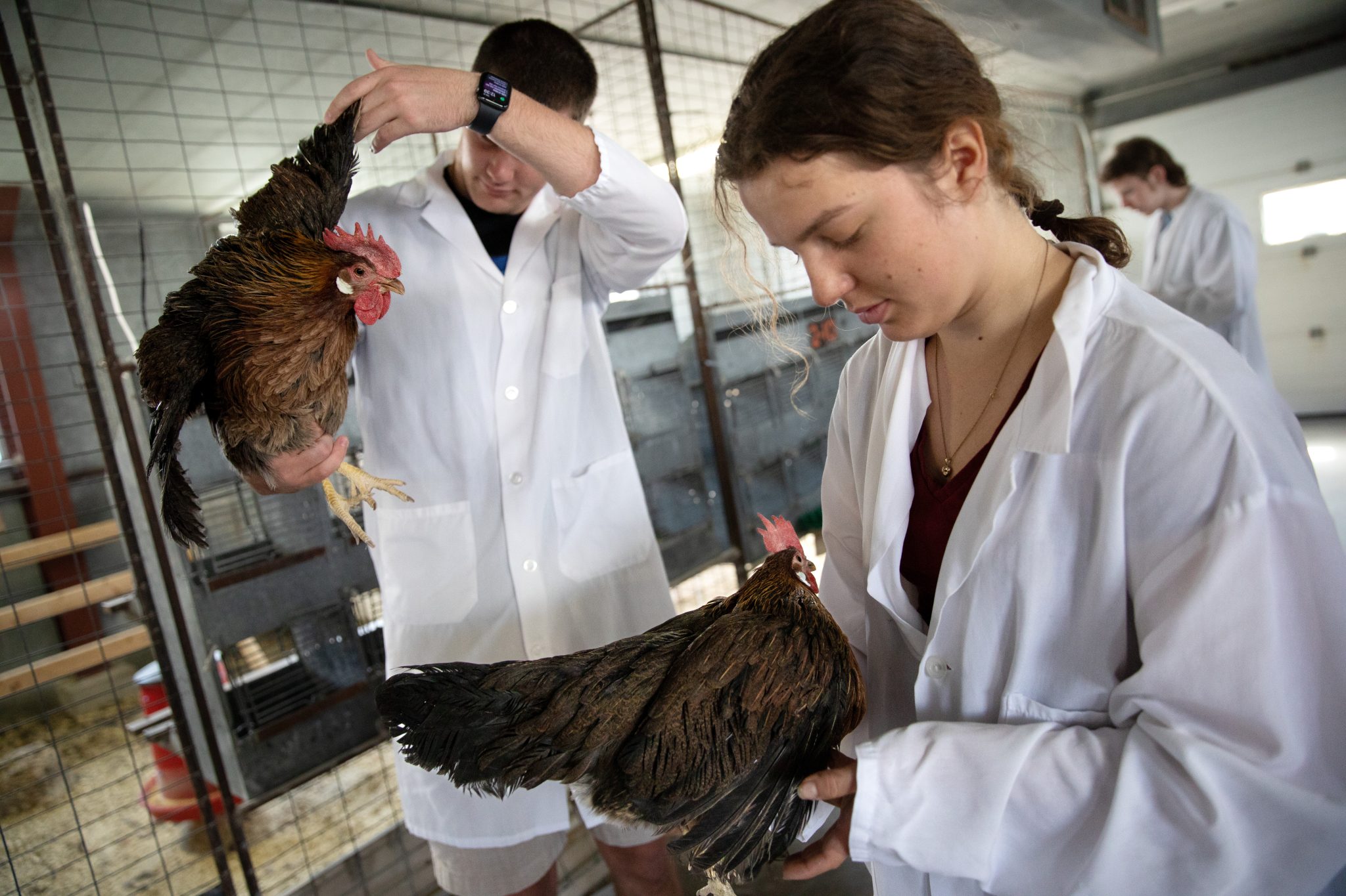 UW–Madison offers new major in animal and veterinary biosciences – CALS ...